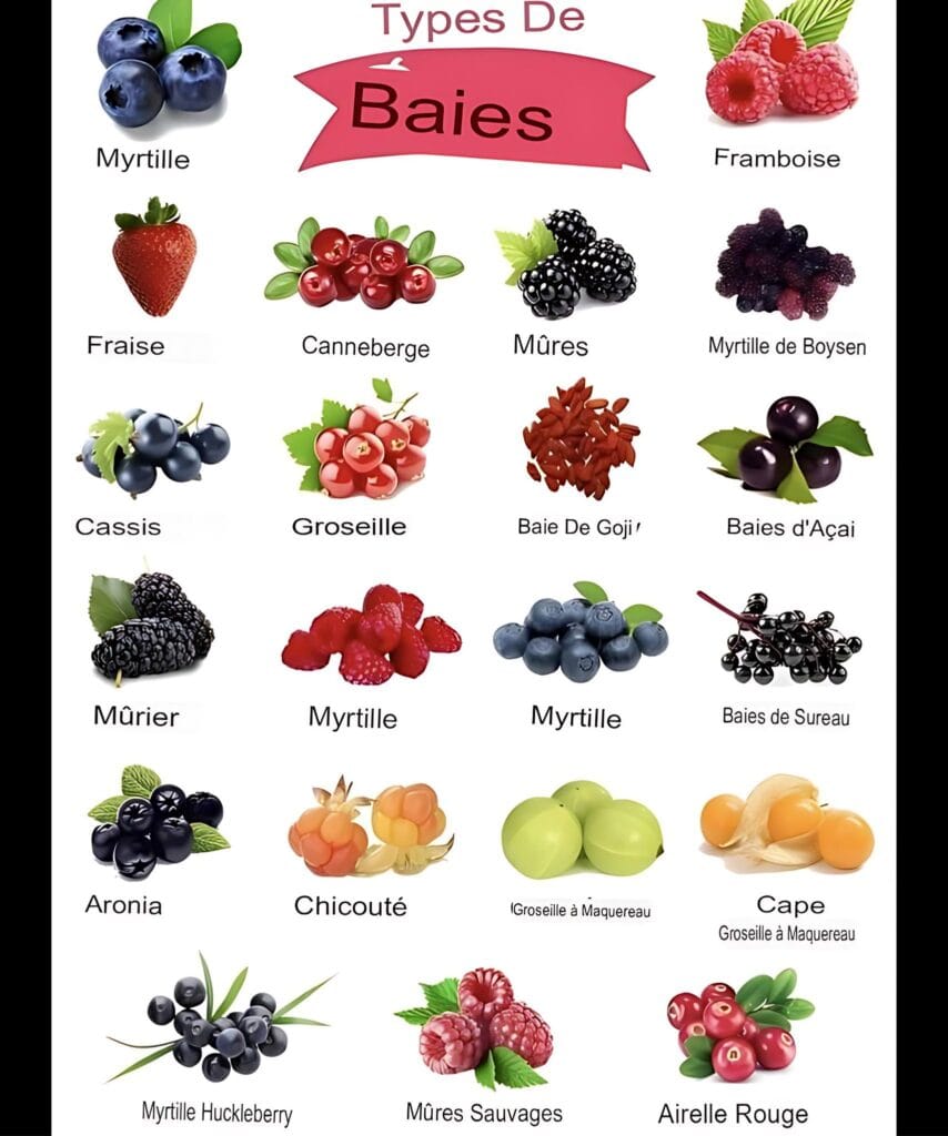 Classification des différents types de baies - coinjardin.com