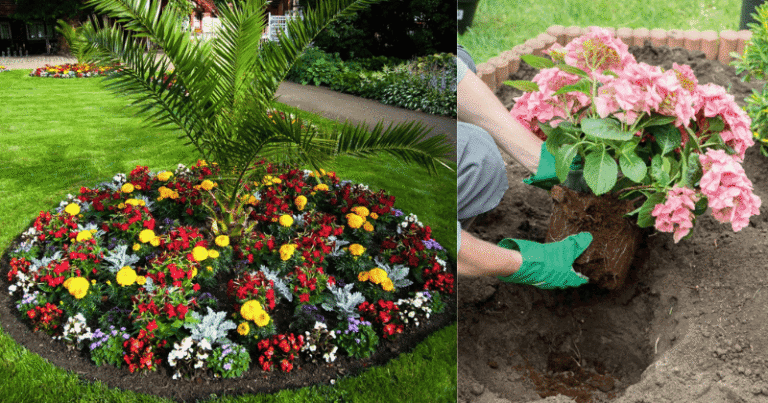 Parterre de Fleurs : Conseils Essentiels pour un Jardin Fleuri et ...