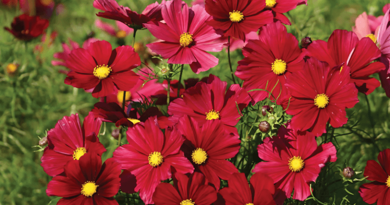 Fleurs Rouges: Liste des Plus Belles Plantes et Fleurs - coinjardin.com
