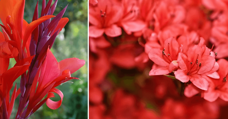 Fleurs Rouges: Liste des Plus Belles Plantes et Fleurs - coinjardin.com