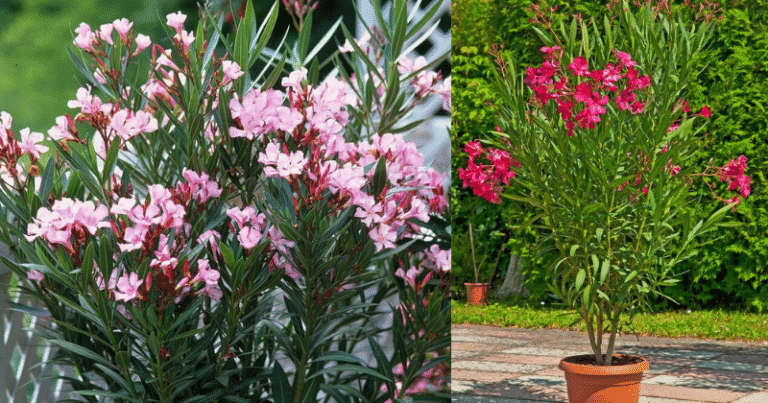 Laurier rose en pot : conseils de culture et entretien pour une ...