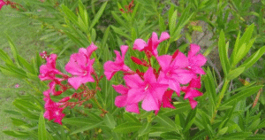 Laurier rose en pot : conseils de culture et entretien pour une ...