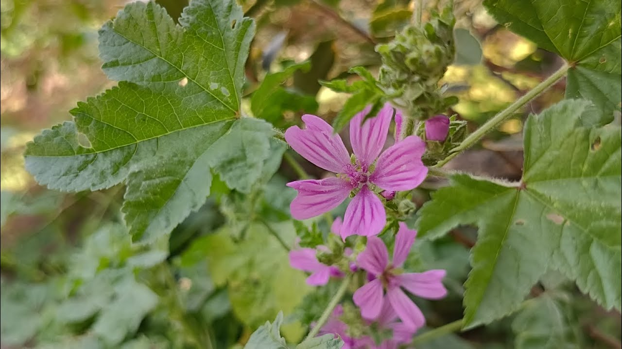 La mauve est un trésor de la nature : Guide complet pour cultiver cette ...